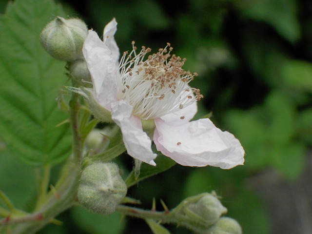 Blackberry Flower Nature - Free photo on Pixabay - Pixabay
