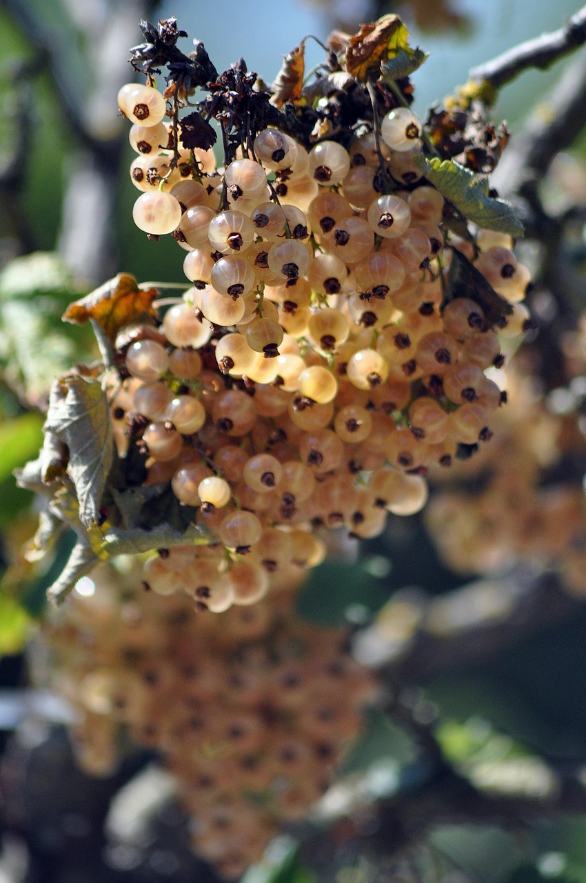 Currant Food Nature - Free photo on Pixabay - Pixabay