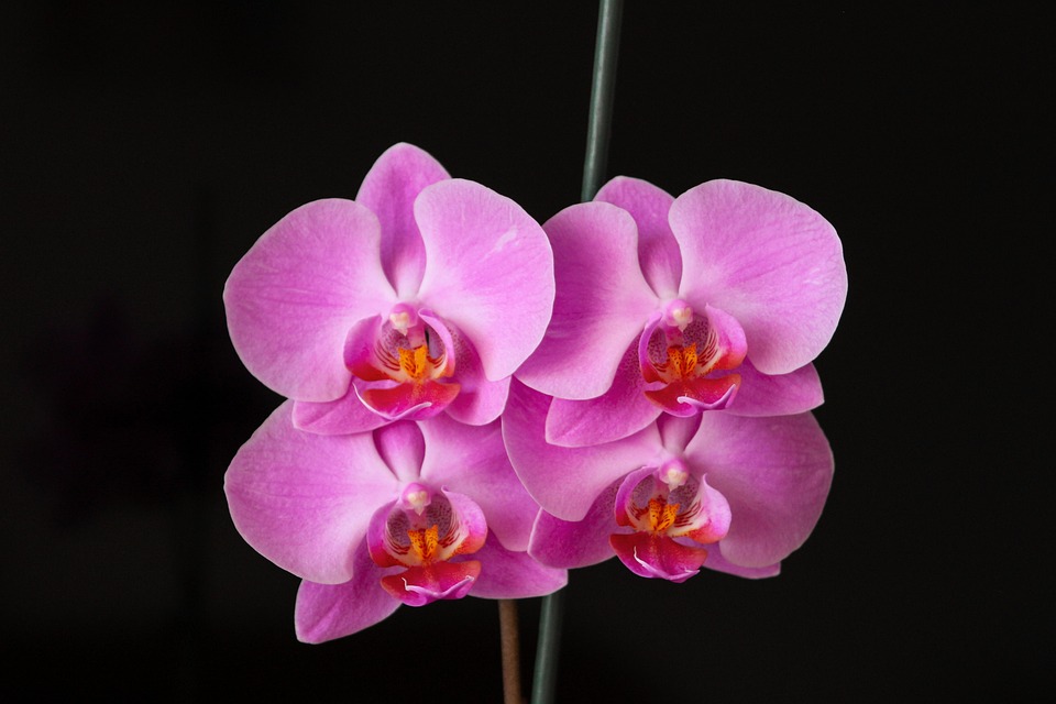 兰花 花 盛开 - Pixabay上的免费照片 - Pixabay