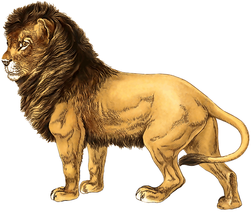 Aslan Afrika - Pixabay'de ücretsiz resim