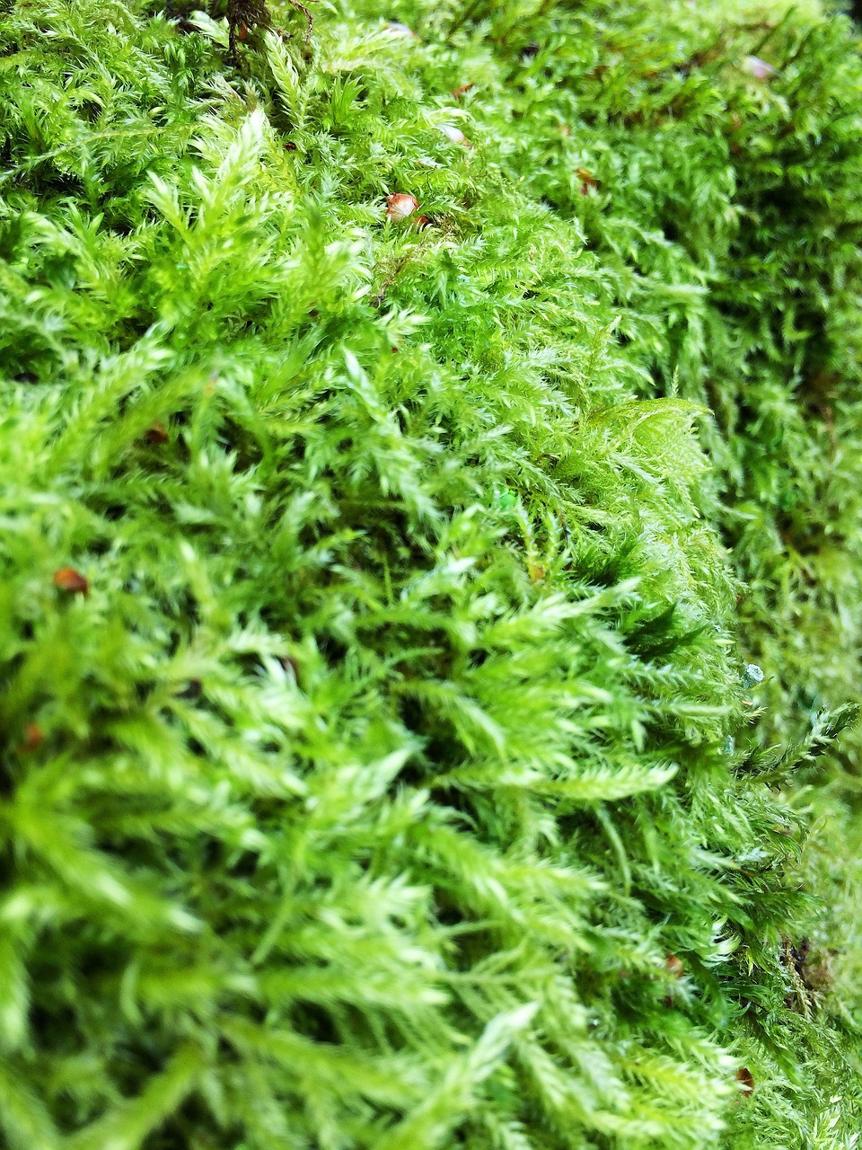 Moss Green Close - Free photo on Pixabay - Pixabay