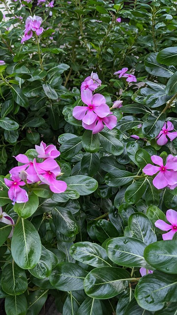 Flores De Catharanthus Roseus - Foto gratis en Pixabay - Pixabay