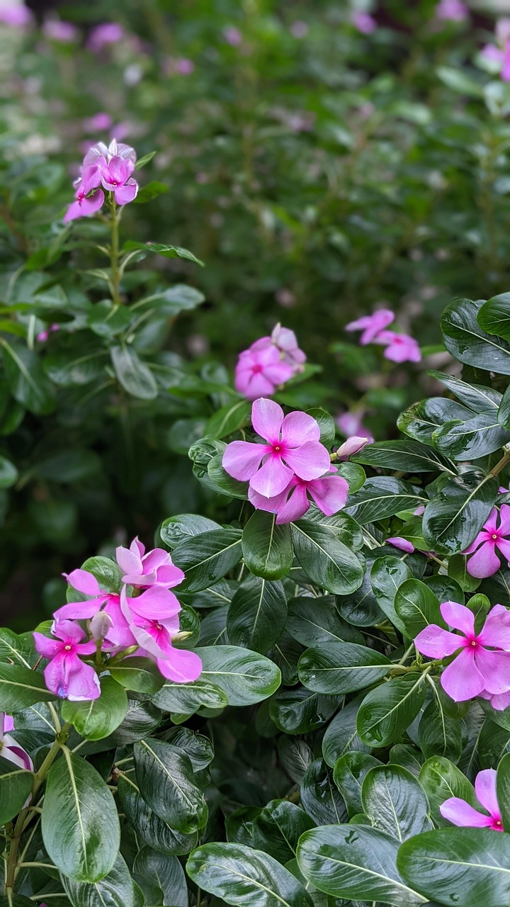 Catharanthus Roseus Flowers - Free photo on Pixabay - Pixabay
