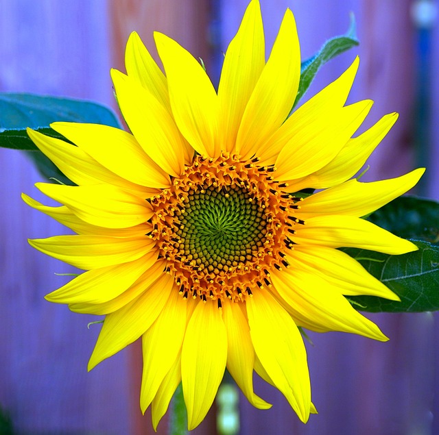 Tournesol Fleurir Bloom - Photo gratuite sur Pixabay - Pixabay