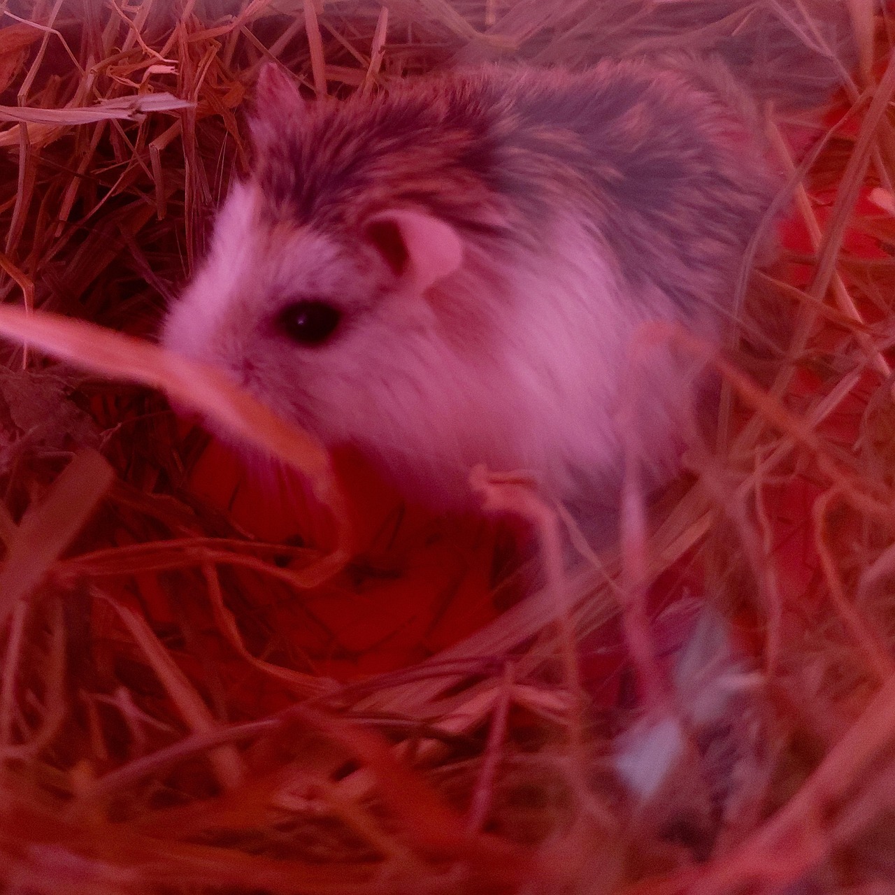 Roborovski Nain Hamster - Photo gratuite sur Pixabay - Pixabay