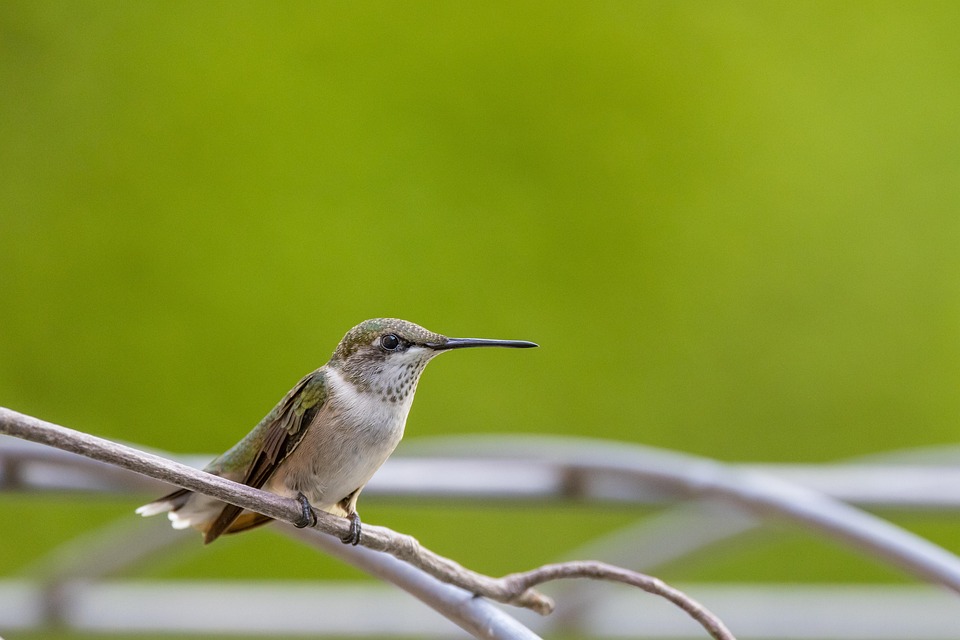 Colibri Oiseau Faune - Photo gratuite sur Pixabay