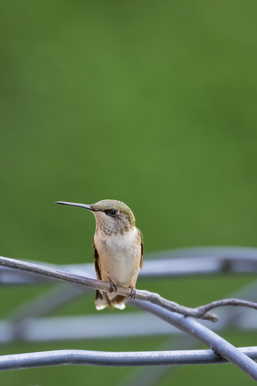 Colibrí Pájaro Fauna Silvestre - Foto gratis en Pixabay - Pixabay