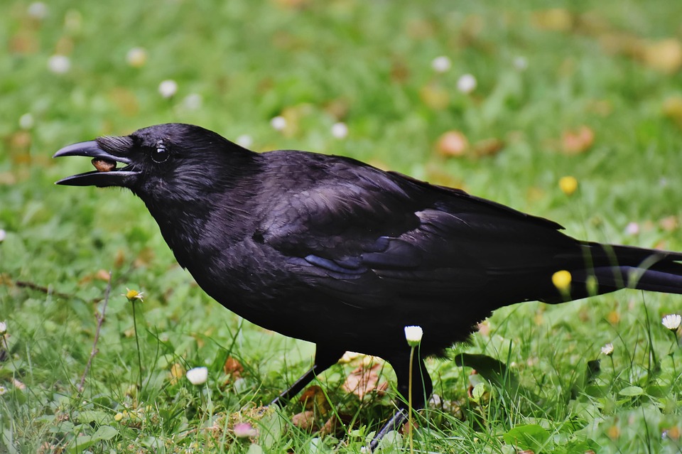 Vrána Pták Kavka - Fotografie zdarma na Pixabay