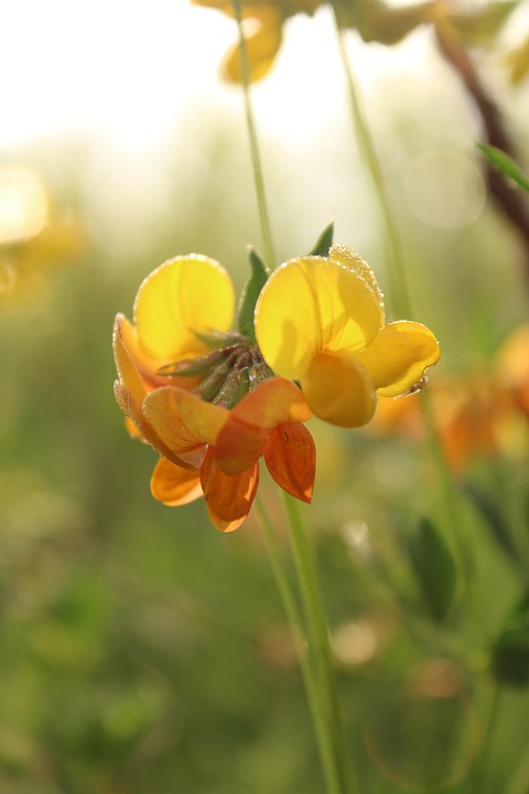 Bird'S-Foot Trefoil Flowers Plant - Free photo on Pixabay