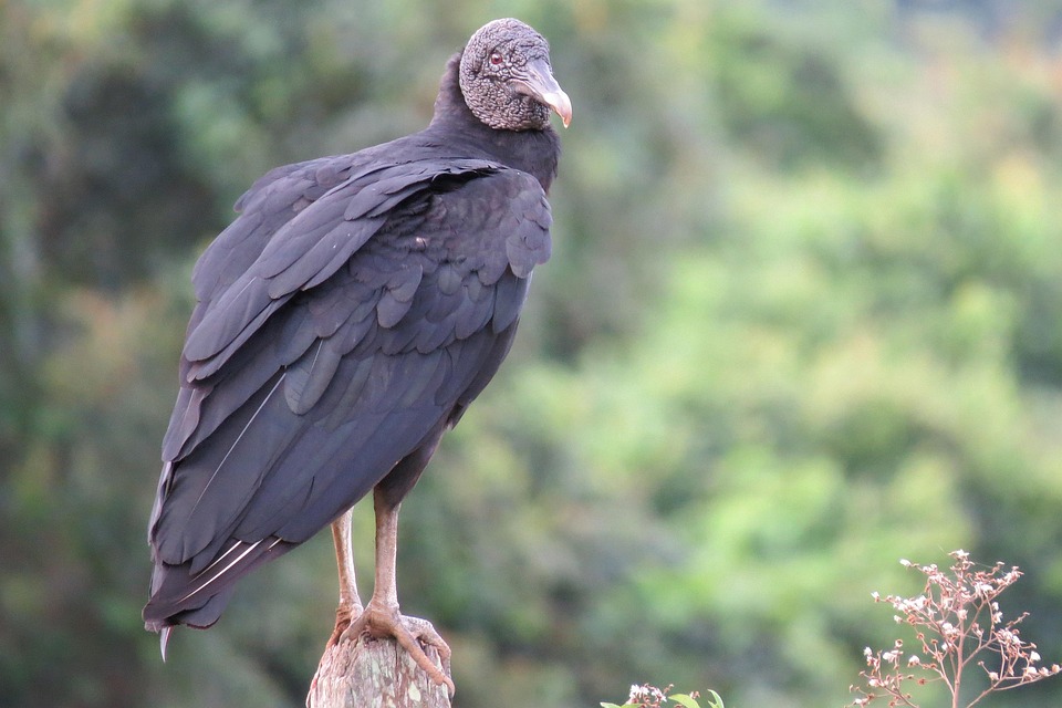 Bird Vulture Butcher - Free photo on Pixabay