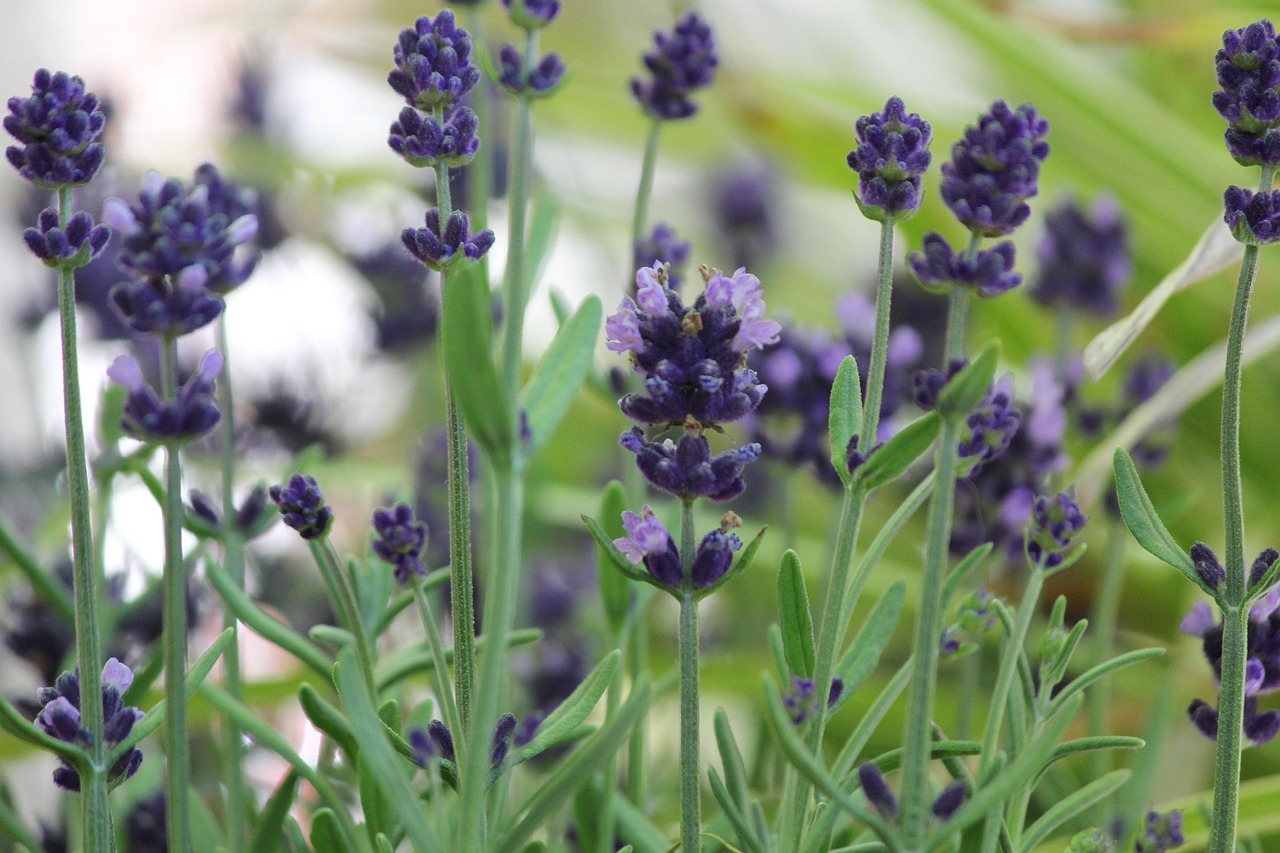 Lavanda Flores El Verano - Foto gratis en Pixabay - Pixabay