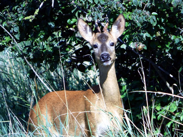 Satwa Liar Rusa Roe - Foto gratis di Pixabay - Pixabay