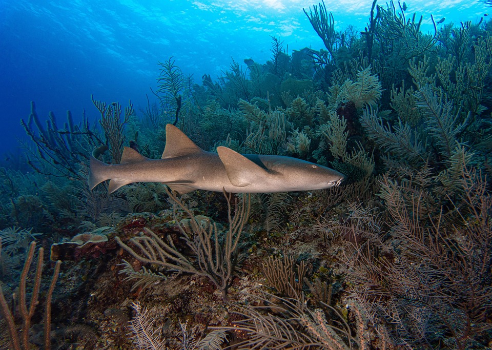 Requin Contraste Océan La Vie - Photo gratuite sur Pixabay - Pixabay