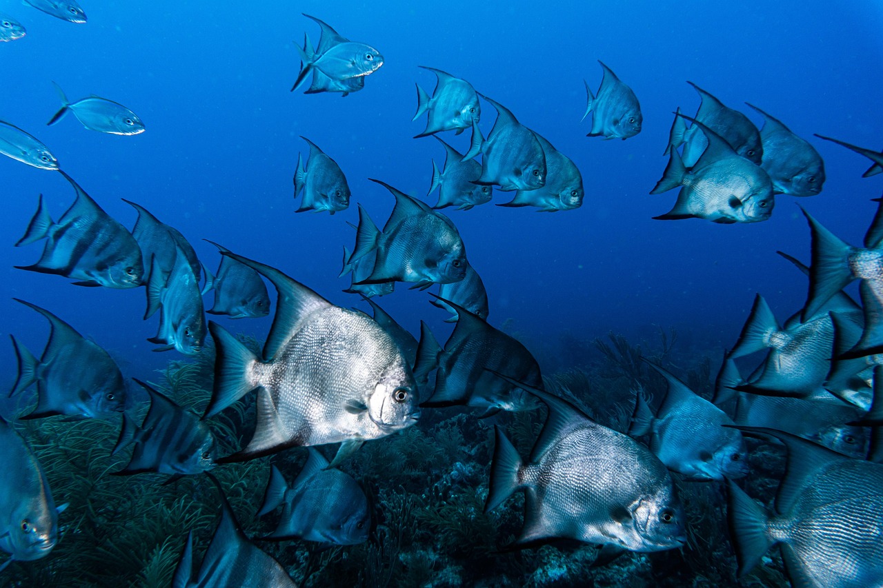 Unterwasser Fische Ozean - Kostenloses Foto auf Pixabay - Pixabay