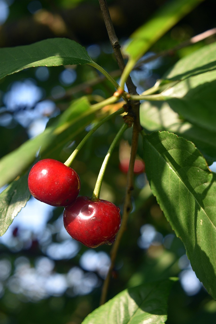Kirschen Kirsche Obst - Kostenloses Foto auf Pixabay - Pixabay