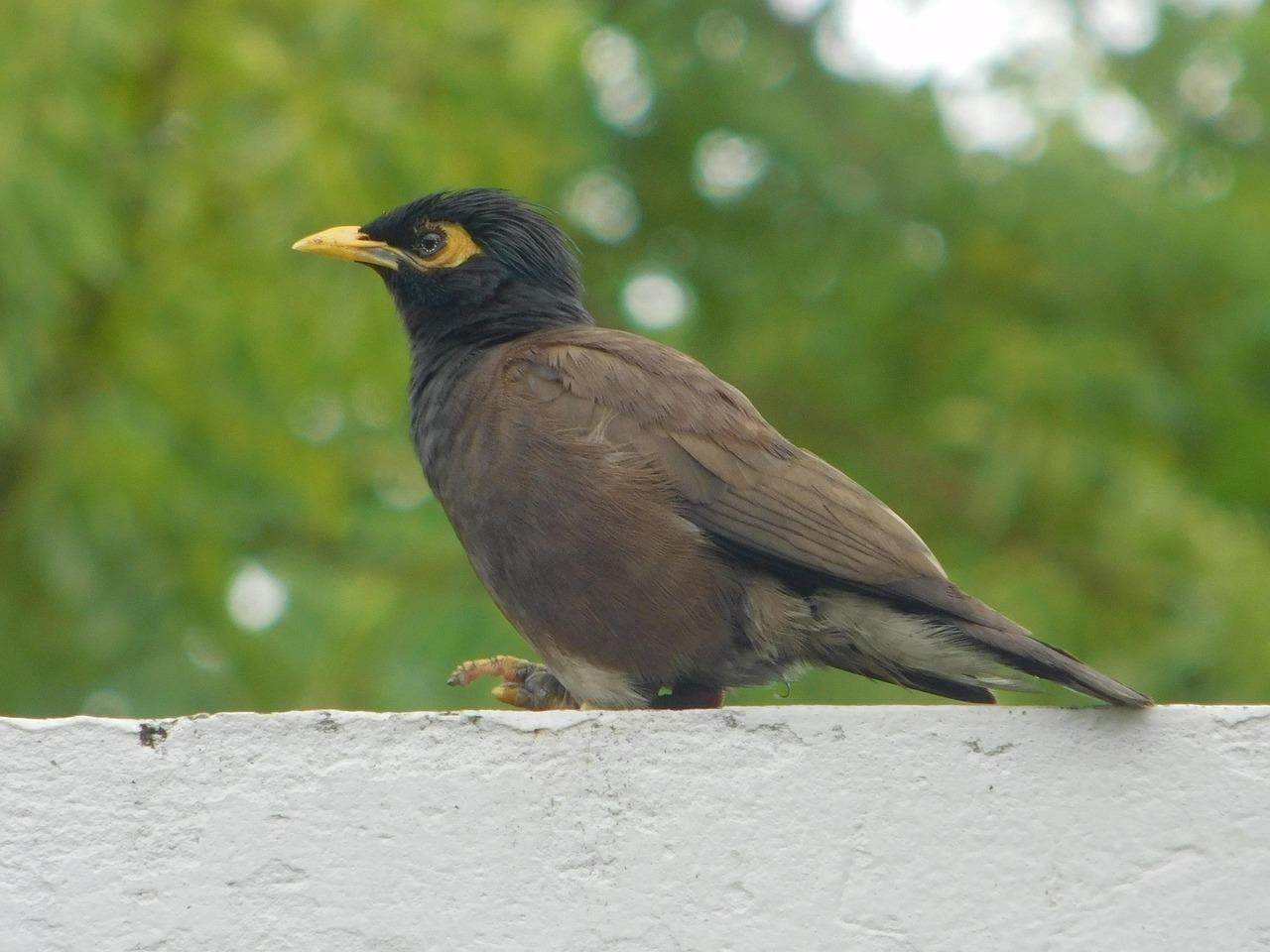 Myna Oiseau Séance - Photo gratuite sur Pixabay - Pixabay