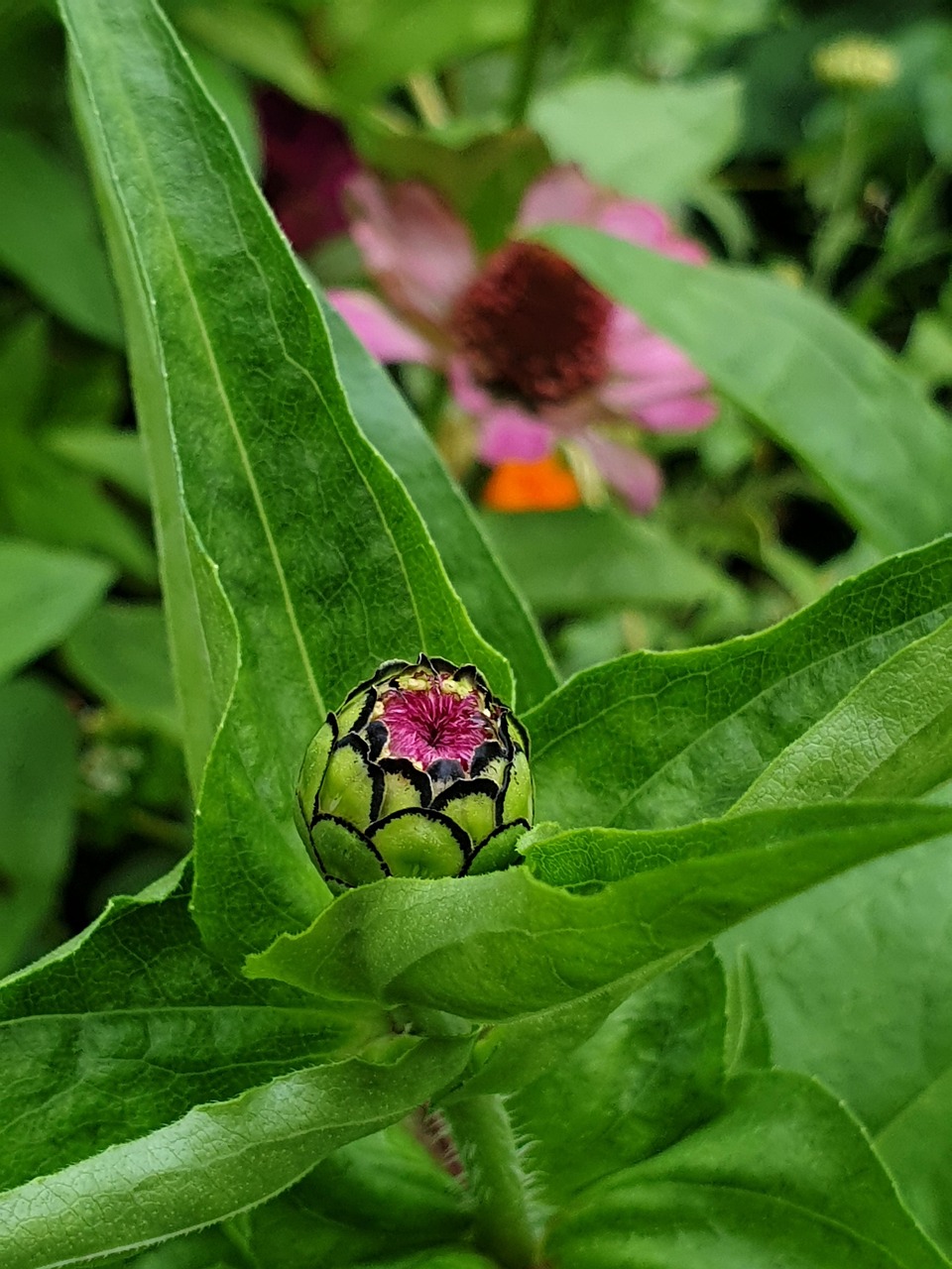 Zinnia Bud Flower - Free photo on Pixabay