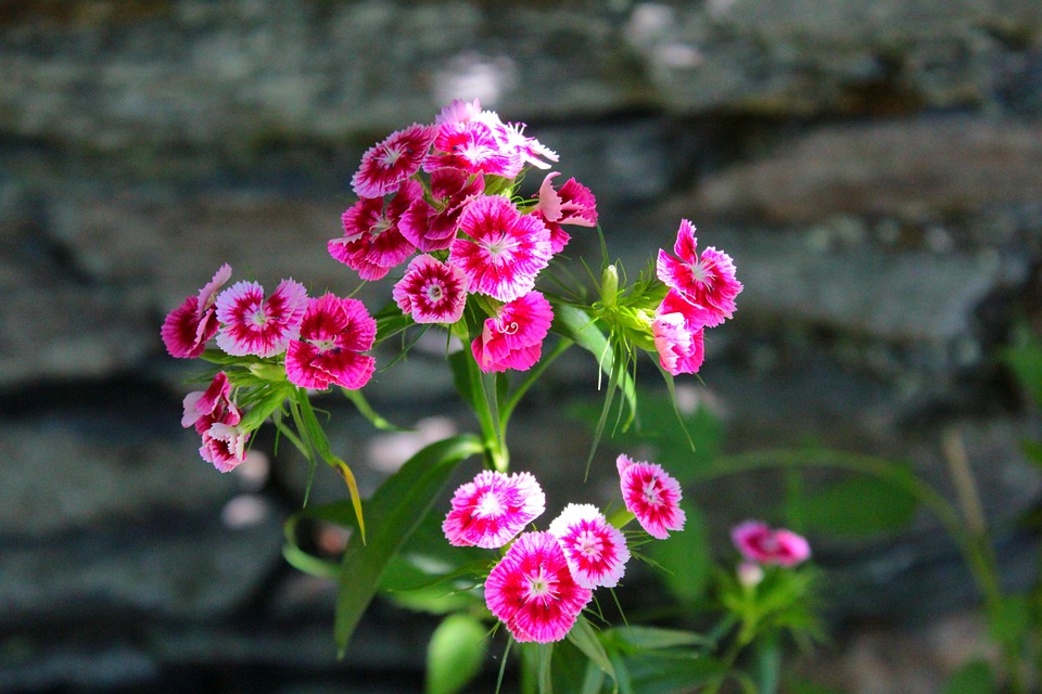 Sweet William Flowers Plant - Free photo on Pixabay - Pixabay