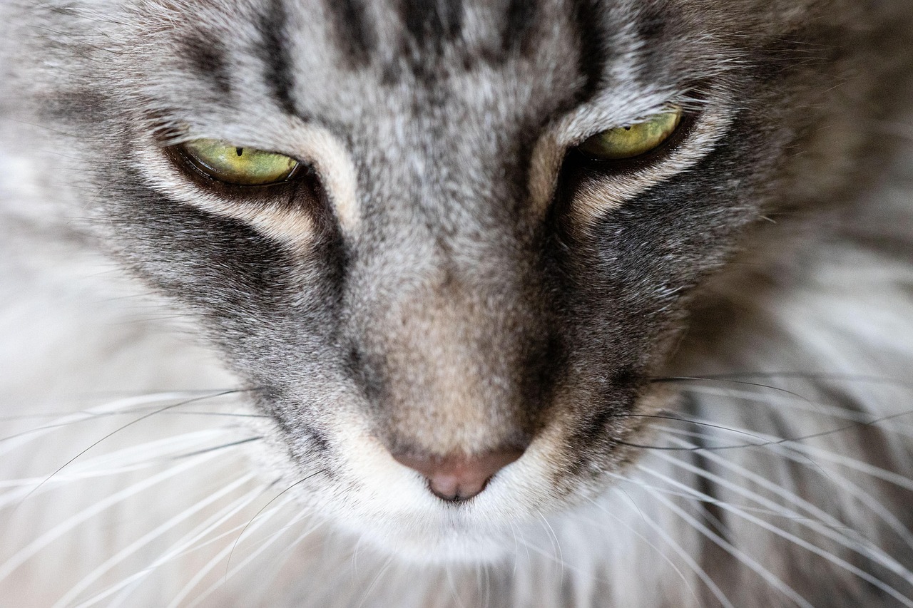 Maine Coon Cat Animal Domestique - Photo gratuite sur Pixabay - Pixabay