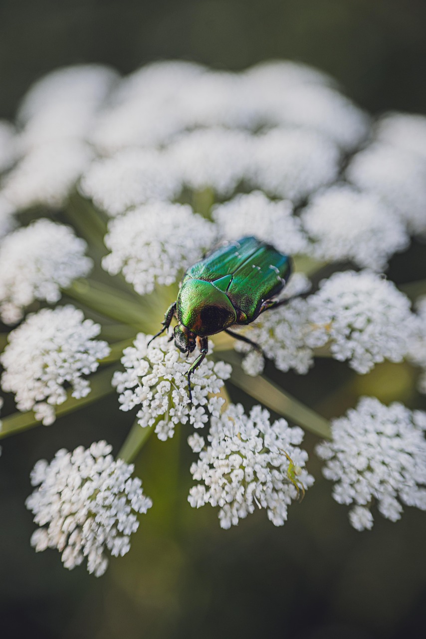 Europese Rozenkever Kever Insect - Gratis foto op Pixabay - Pixabay