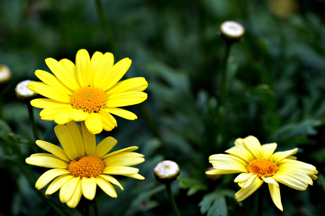 Daisies Flowers Yellow Flwoers - Free photo on Pixabay