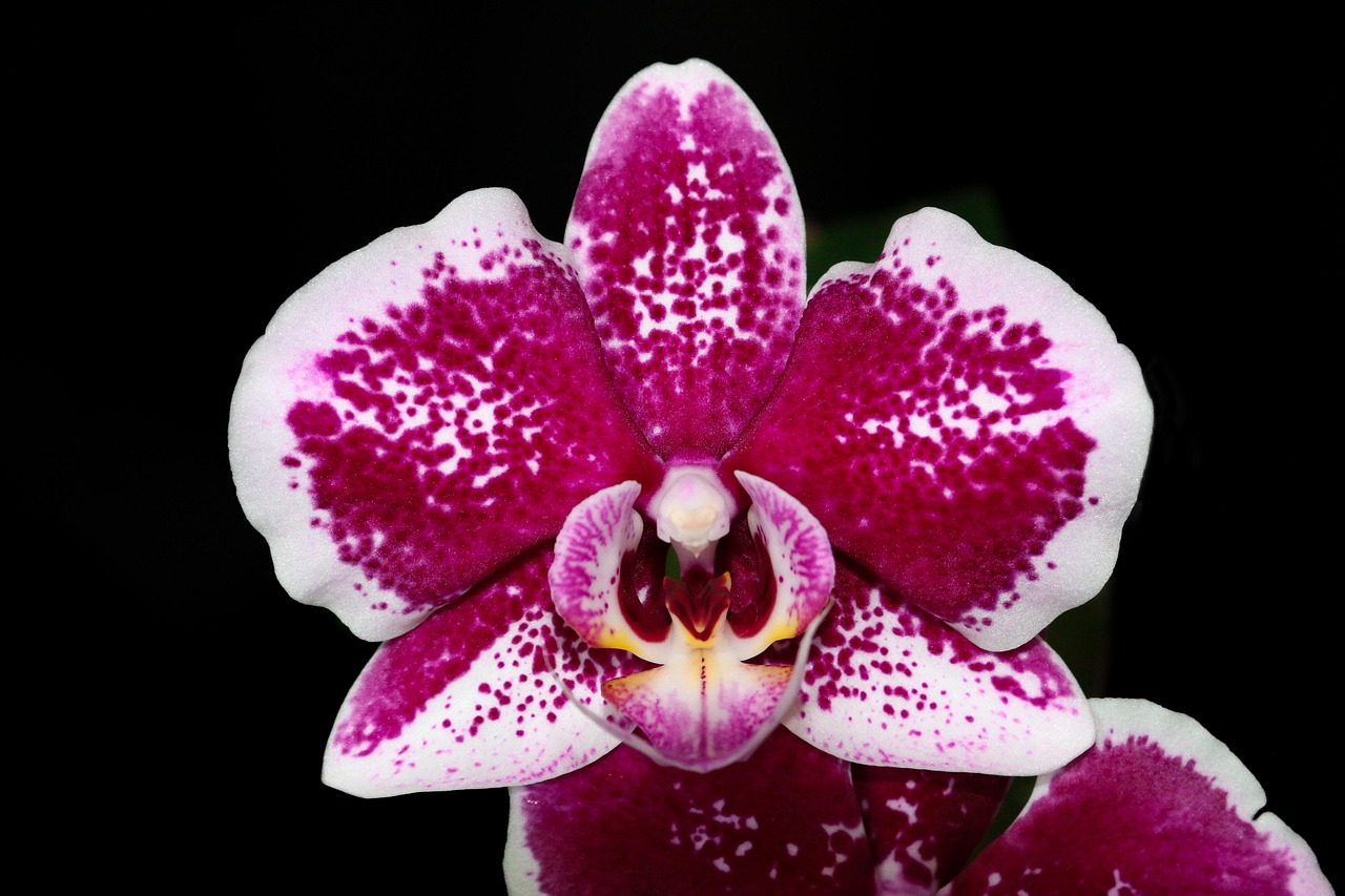 Orchidée Fleur Bloom - Photo gratuite sur Pixabay - Pixabay
