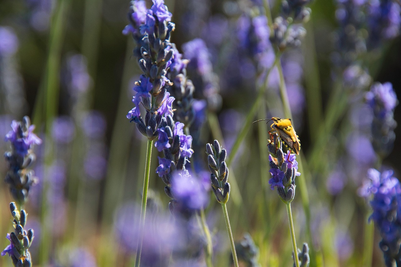 Lavender English Purple - Free photo on Pixabay