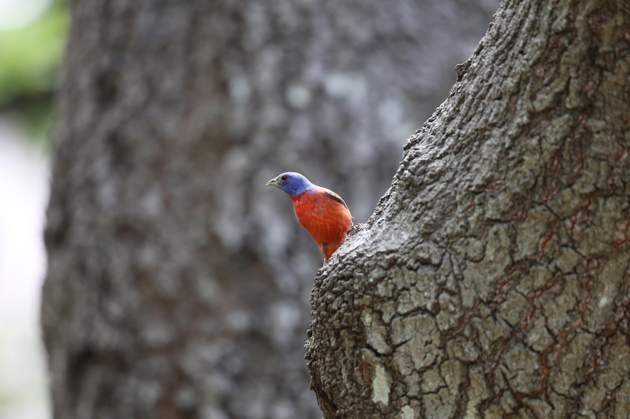 300,000+ Free Painted Animal & Animal Images - Pixabay
