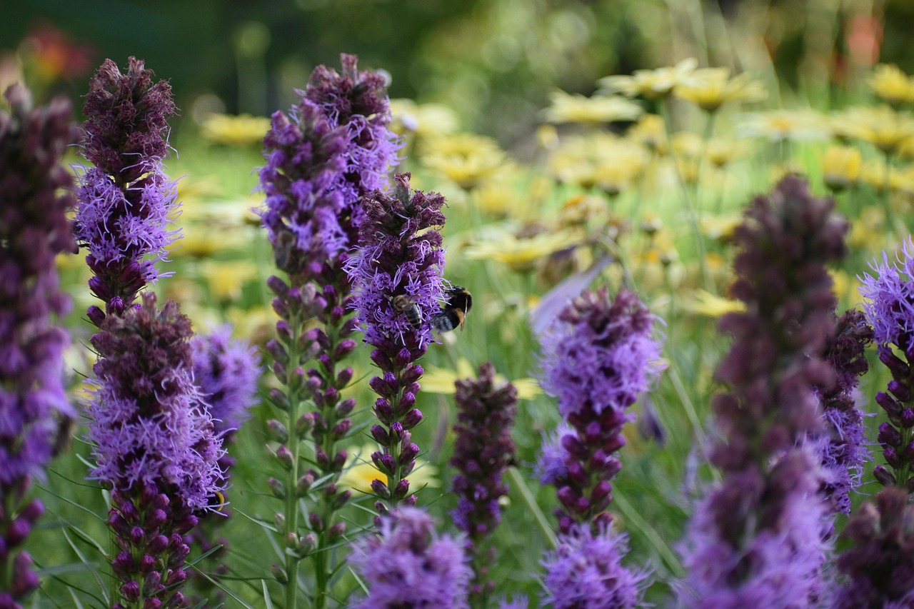 Bumblebee Bee Insect - Free photo on Pixabay - Pixabay
