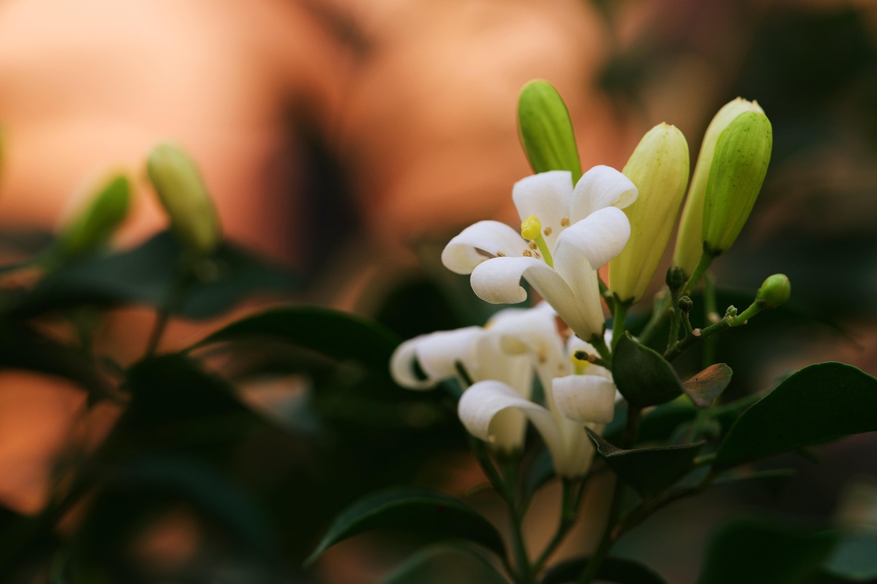 Murraya Paniculatta Kukat - Ilmainen valokuva Pixabayssa - Pixabay
