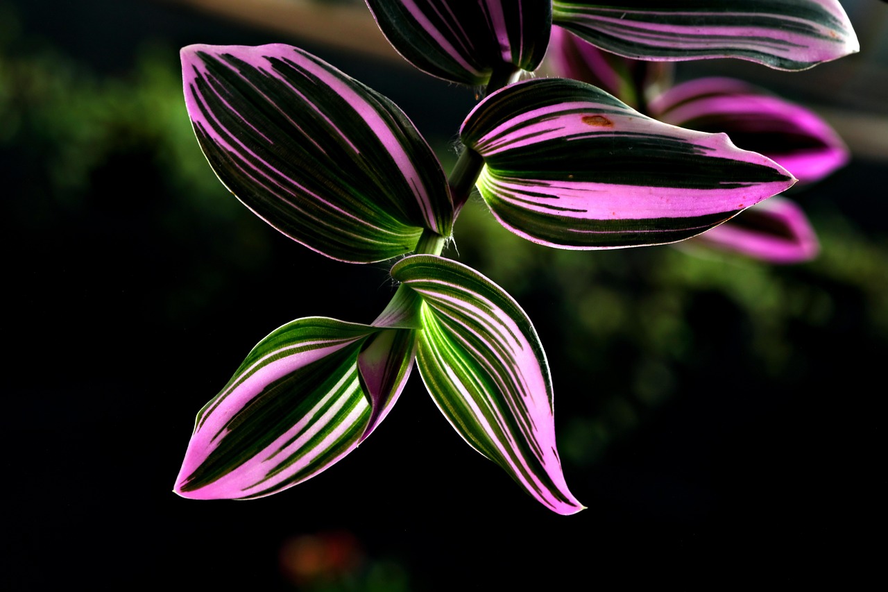 Inchplant Leaves Plant Ornamental - Free photo on Pixabay - Pixabay
