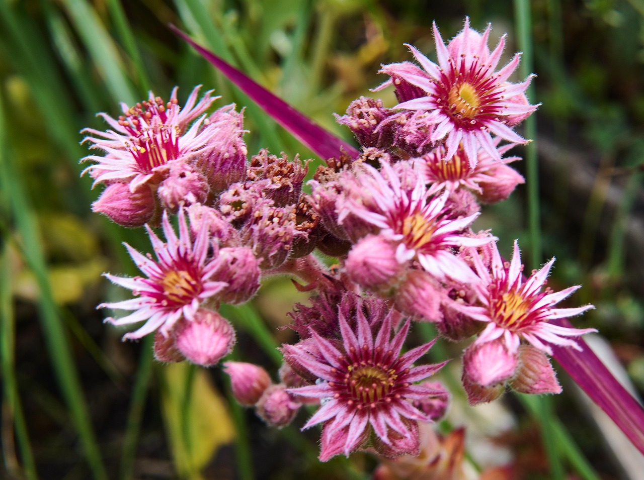 Natureza Plantar Flor - Foto gratuita no Pixabay - Pixabay