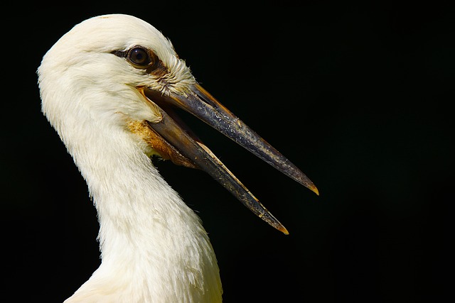 Bird Stork Beak - Free photo on Pixabay - Pixabay