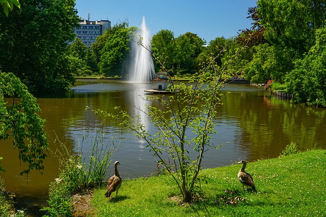 Parc De La Ville Étang Oies - Photo gratuite sur Pixabay - Pixabay