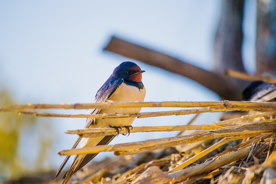 Nightingale Bird Perched - Free photo on Pixabay