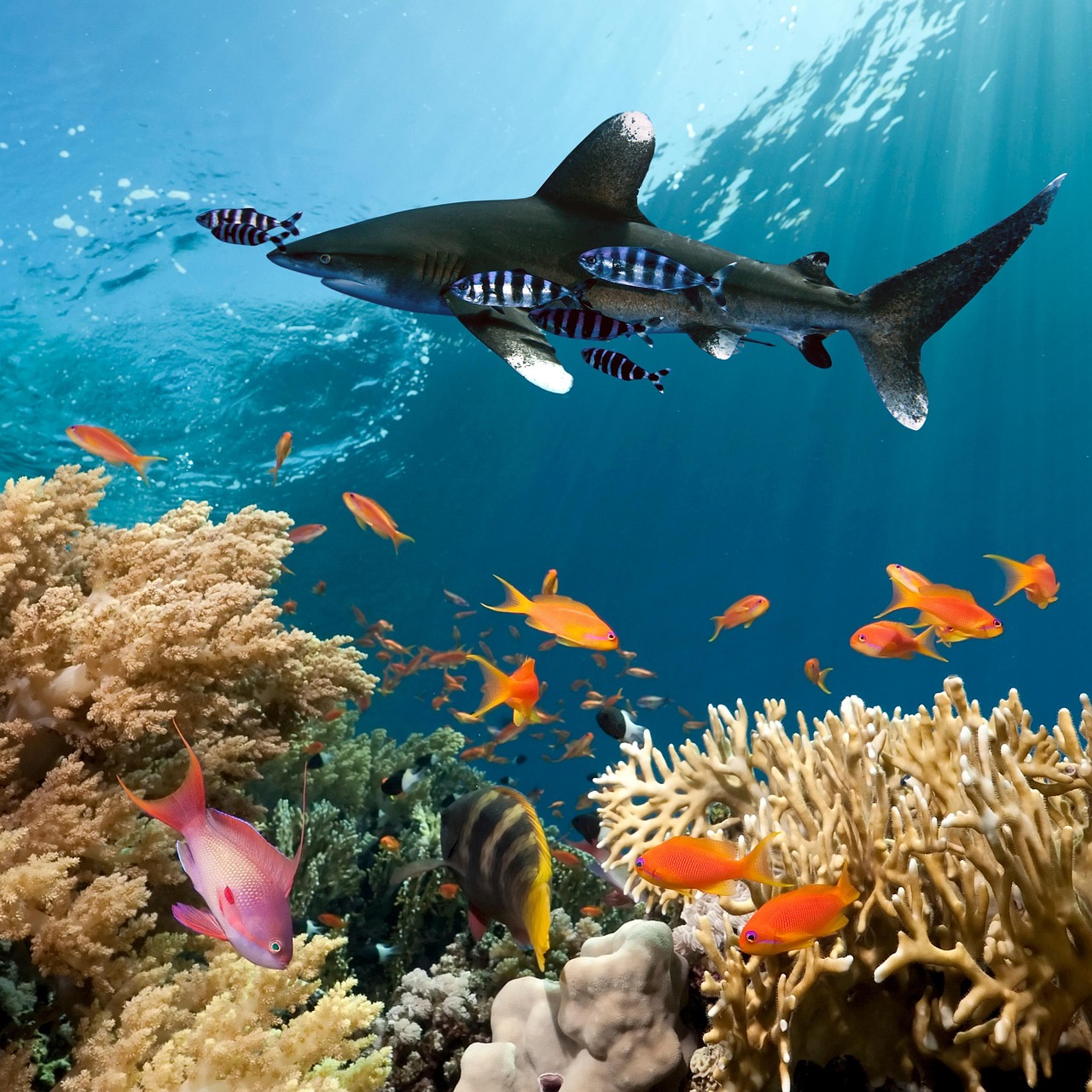 Shark Tubarão - Foto gratuita no Pixabay - Pixabay