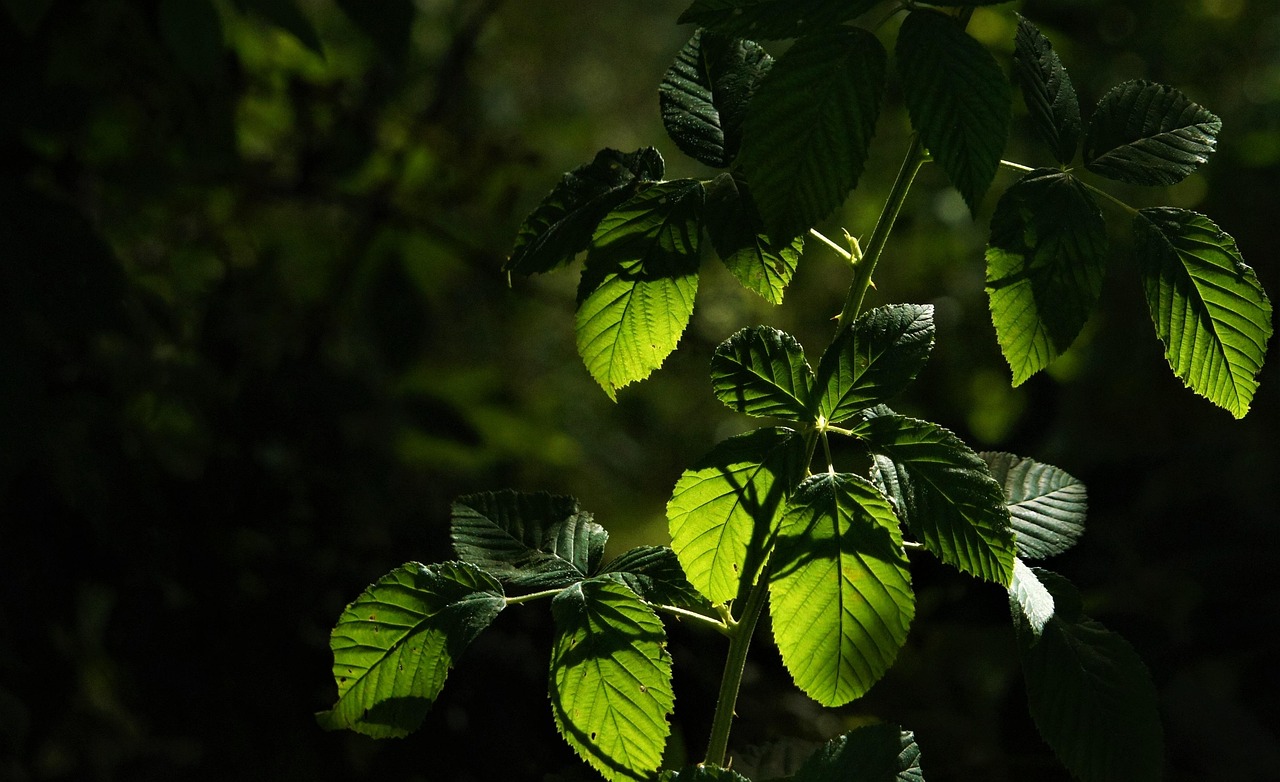9.000+ Gambar Blackberry Bush & Alam Gratis - Pixabay