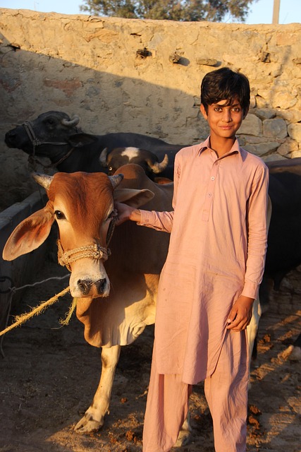 10,000+ Free Cow For Kids & Cow Images - Pixabay