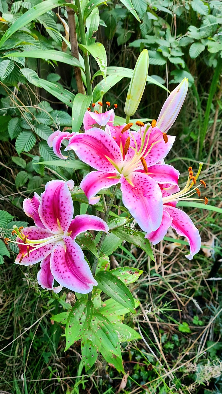 Liliáceas Lily Lirio Plantas - Foto gratis en Pixabay - Pixabay