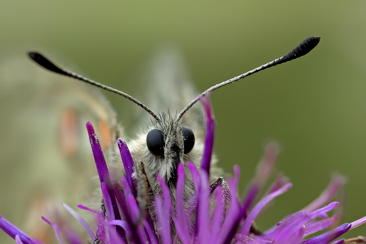 Mariposa Parnassius Apolo Flor - Foto gratis en Pixabay