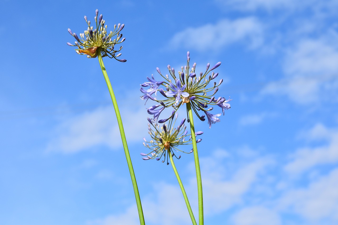 Lirio Del Nilo Lirios Africanos - Foto gratis en Pixabay - Pixabay