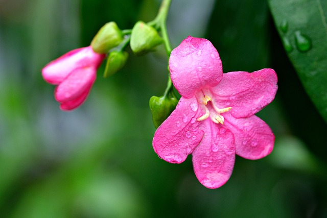 Flower Flora Ravenia Spectabillis - Free photo on Pixabay