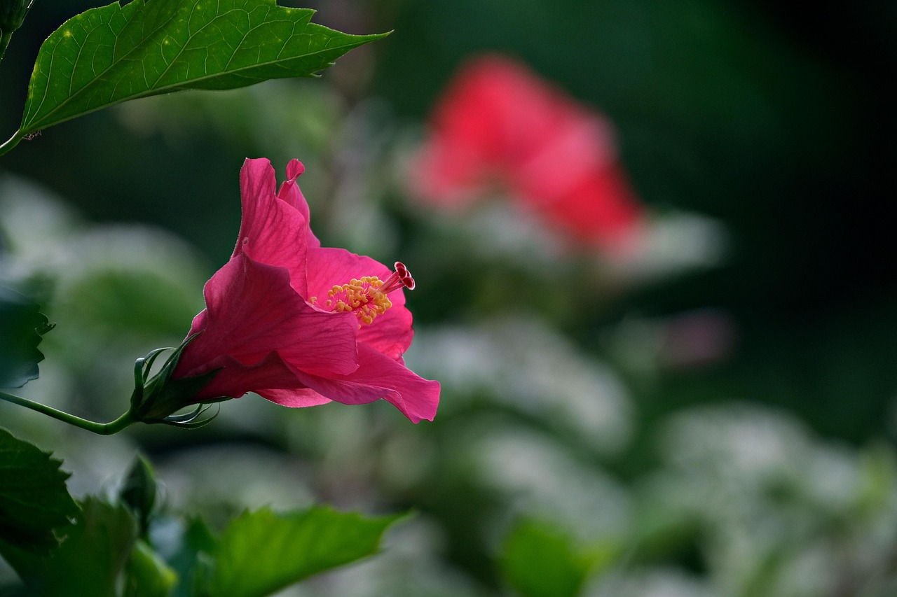Hibiscus Fleur Flore - Photo gratuite sur Pixabay - Pixabay