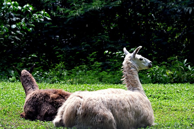 Llama Wildlife Mammal - Free photo on Pixabay