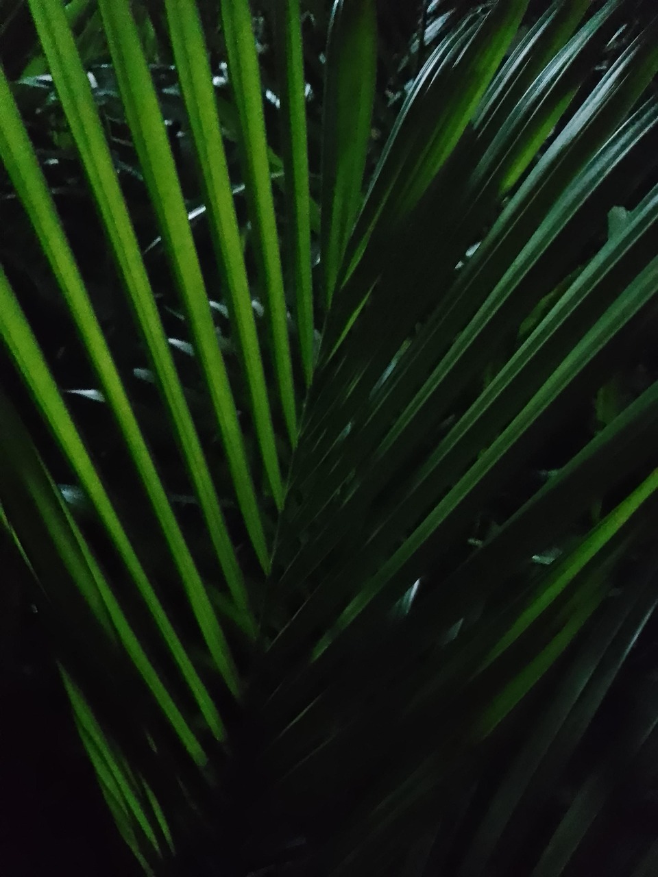 Planta Palma Natureza - Foto gratuita no Pixabay - Pixabay