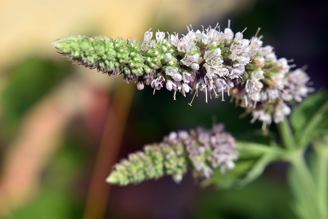 Flor De Menta Flores - Foto gratis en Pixabay - Pixabay