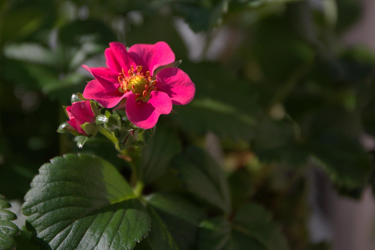 Fraisier Patch De Fraise Fleur - Photo gratuite sur Pixabay - Pixabay