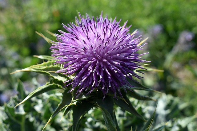 Flower Nature Flowering - Free photo on Pixabay - Pixabay