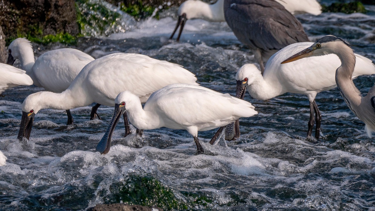 40,000+ Free Endangered Species Photo & Endangered Species Images - Pixabay