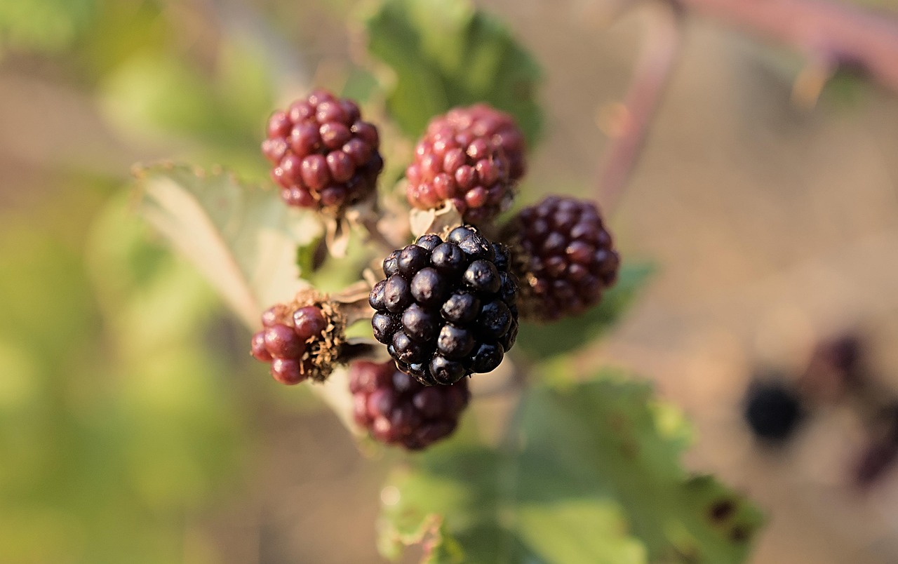 Blackberries Fruit Brambles - Free photo on Pixabay